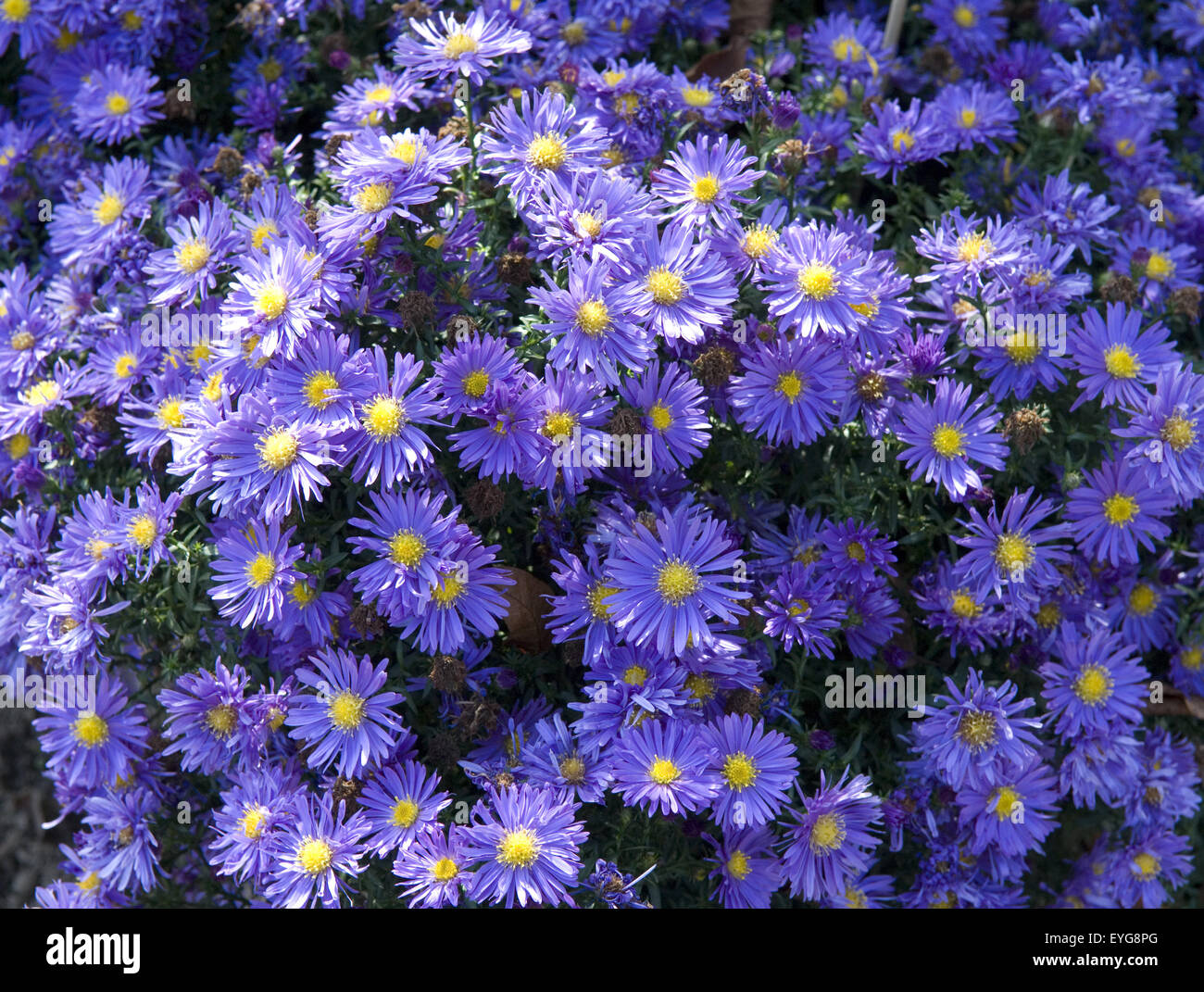 Aster hybriden -Fotos und -Bildmaterial in hoher Auflösung – Alamy
