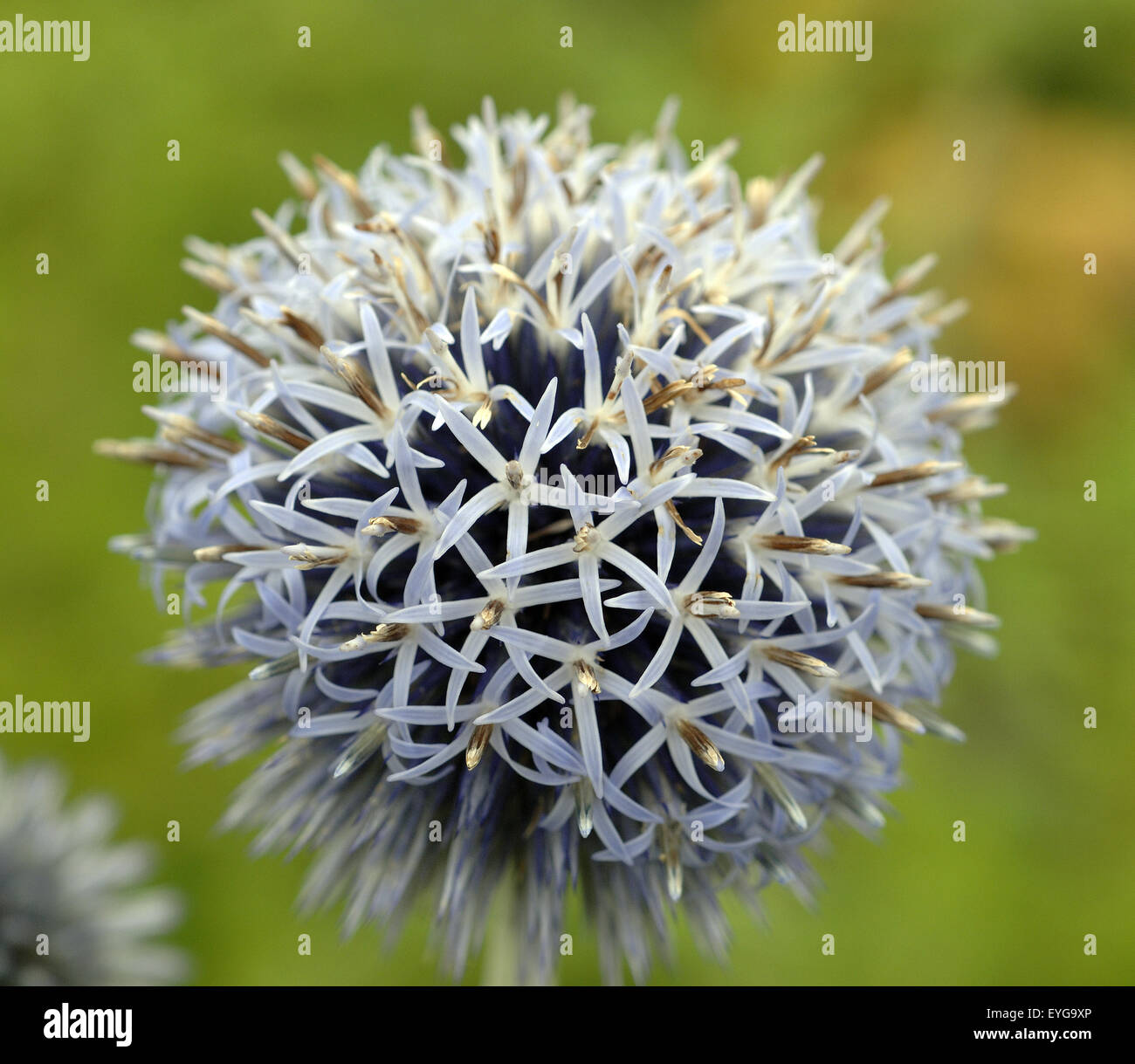 Kugeldistel Echinops Ritro Stockfotografie - Alamy