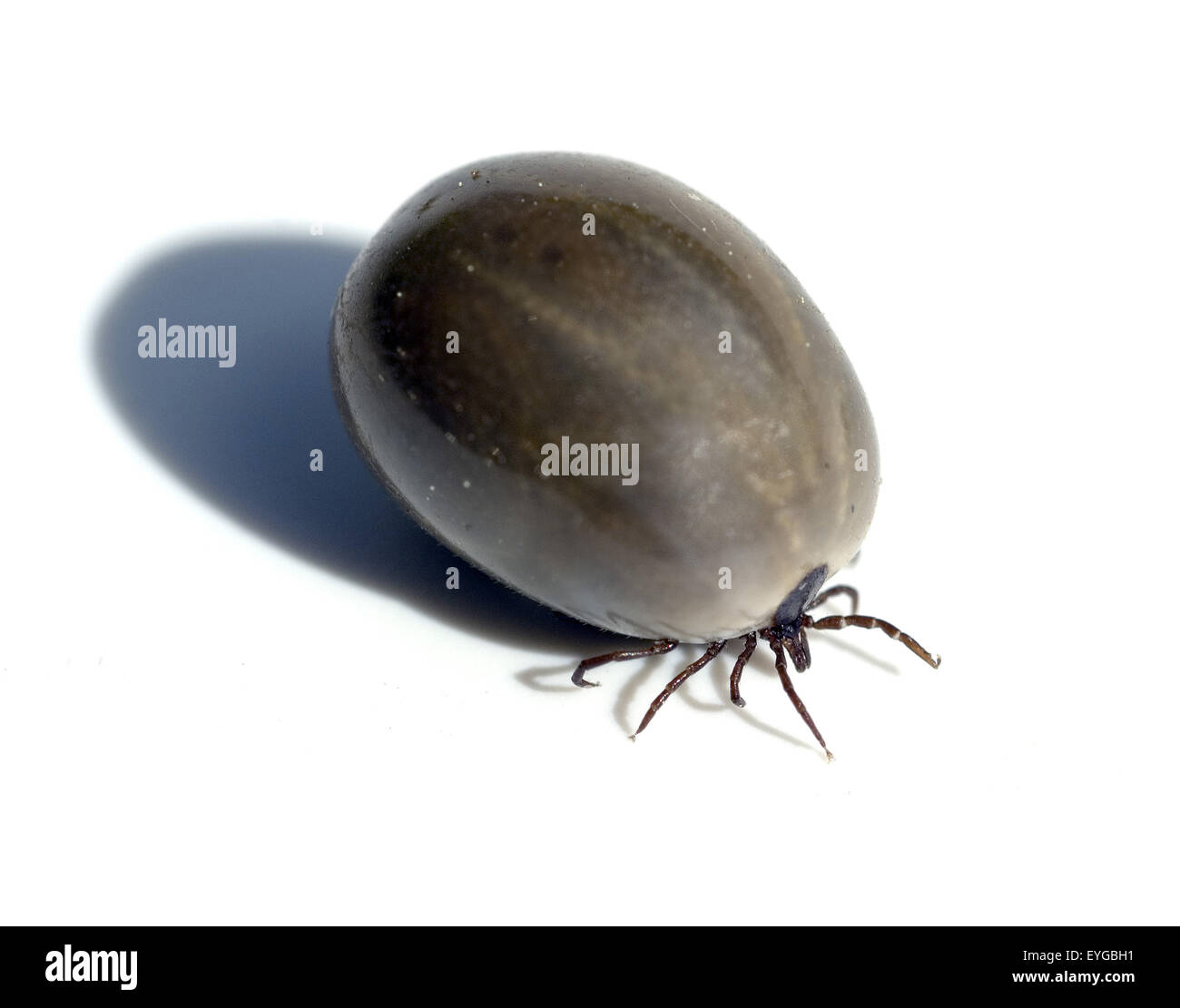 Ixodes ricinus freisteller -Fotos und -Bildmaterial in hoher Auflösung ...
