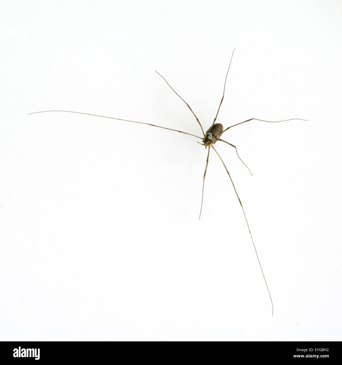 Invasion der weberknechte -Fotos und -Bildmaterial in hoher Auflösung ...