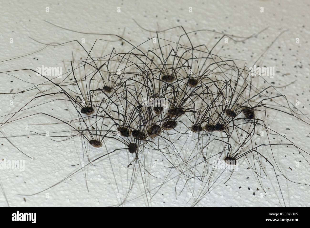 Weberknecht, Neue Weberknecht-Art, Leiobunum, Gebaeudewand, Wiesbaden ...