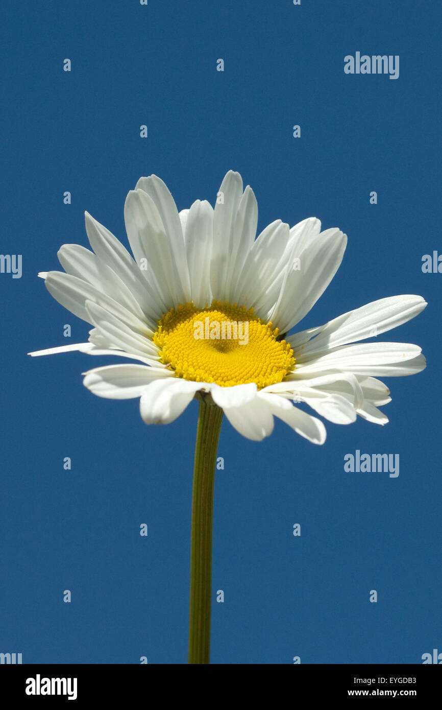 Margariten; Wiesen-Margeriten; Leucanthemum; Vulgare Stockfotografie ...