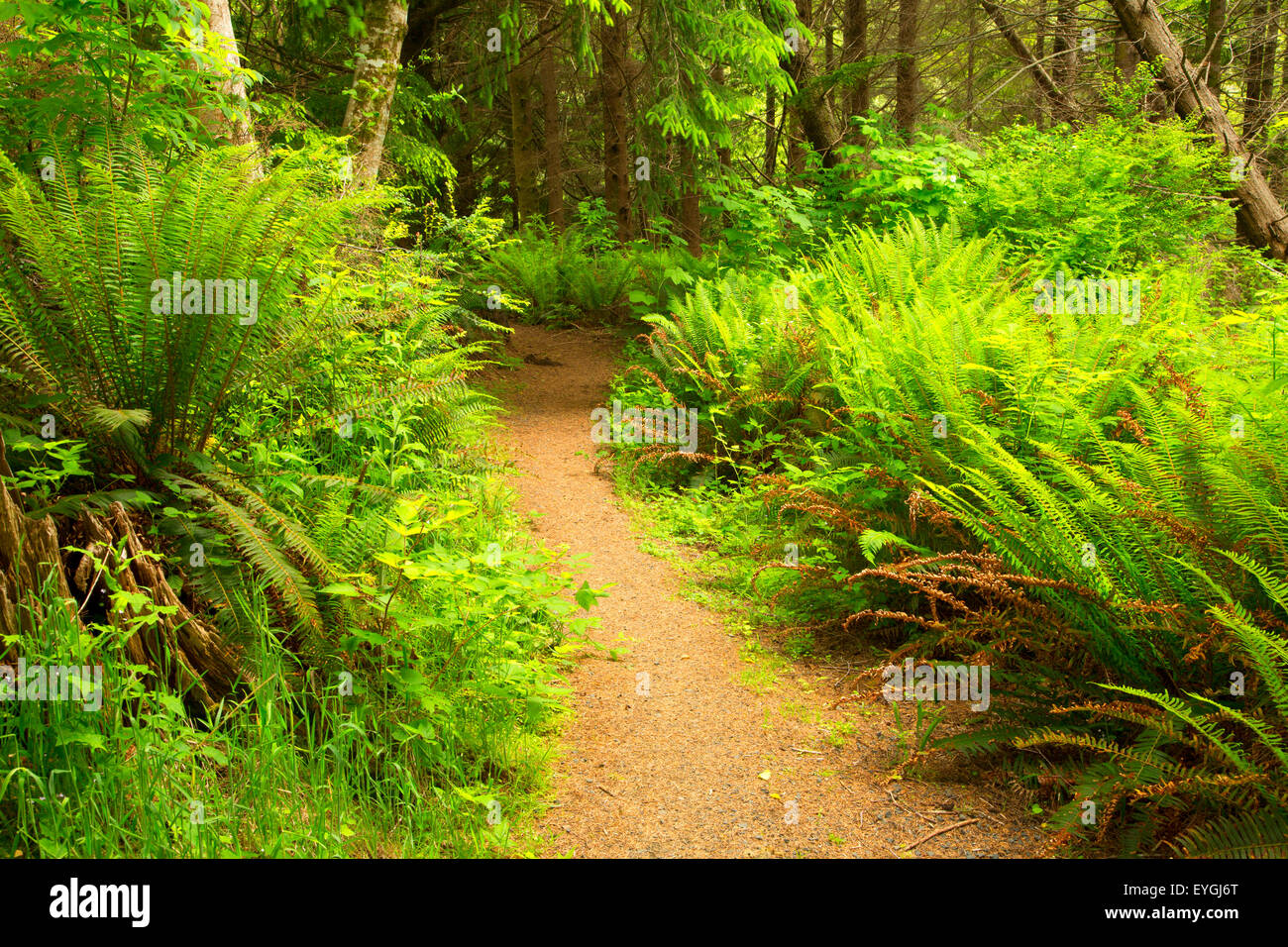 Fort zum Sea Trail, Fort Clatsop National Memorial, Lewis und Clark ...