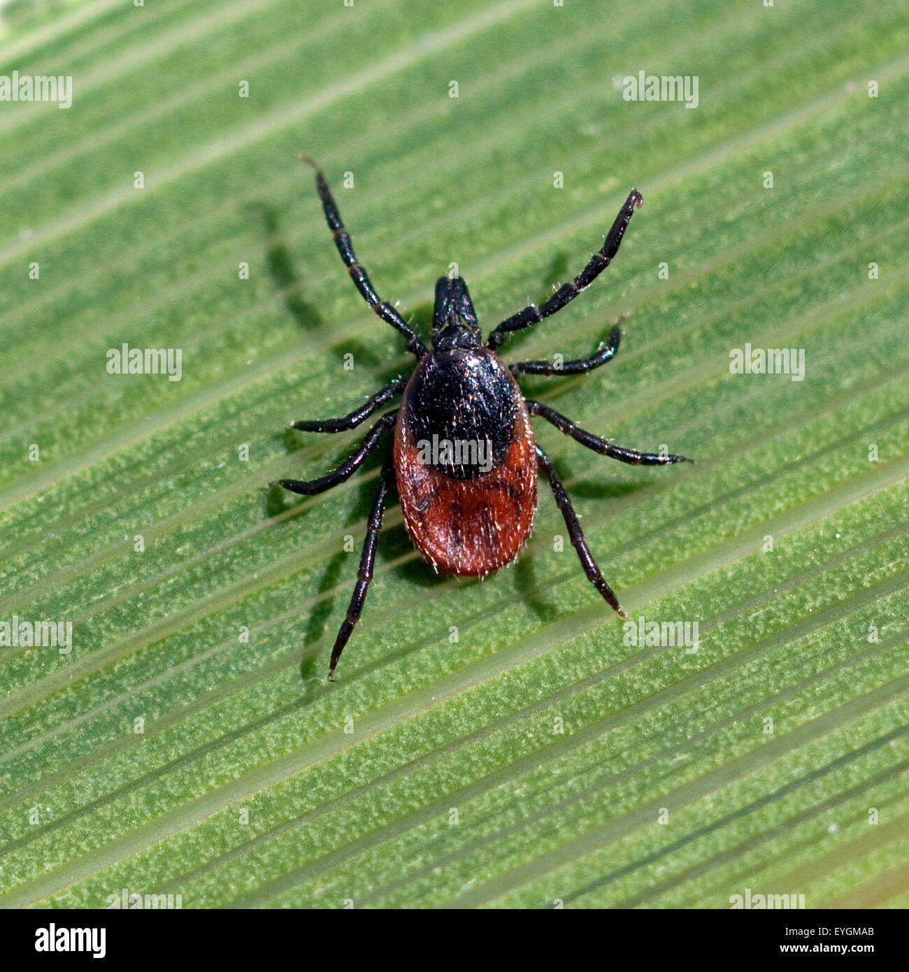 Zecke; Holzbock; Ixodes; Ricinus Stockfotografie - Alamy