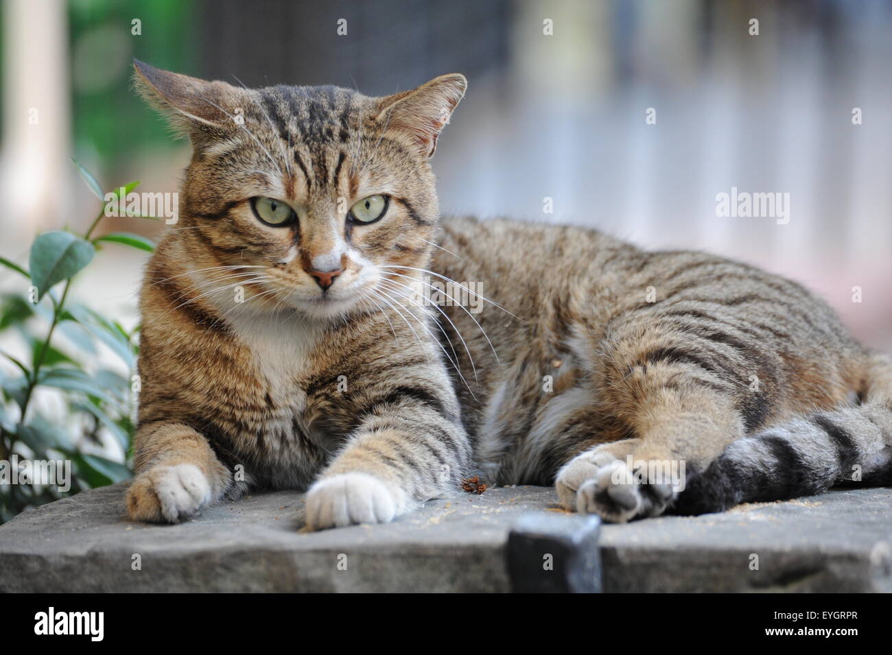 Getigerte Katze Stockfotos und -bilder Kaufen - Alamy