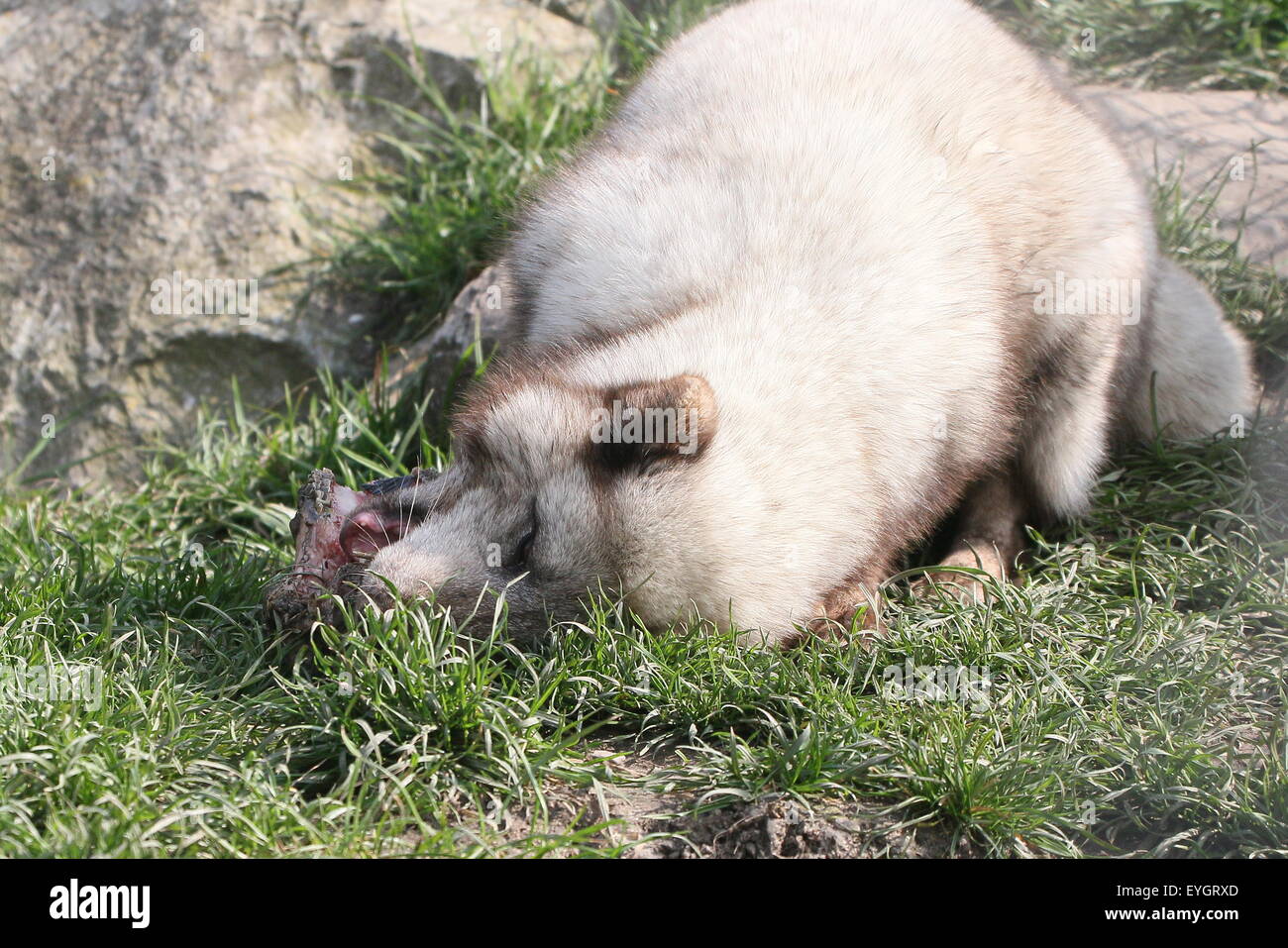 Toter polarfuchs -Fotos und -Bildmaterial in hoher Auflösung – Alamy