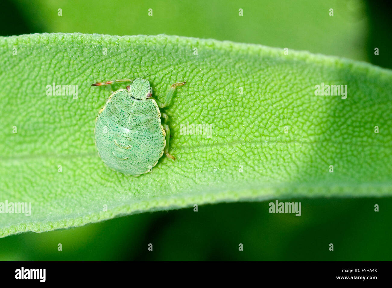 Blattwanze larve palomena prasina -Fotos und -Bildmaterial in hoher ...