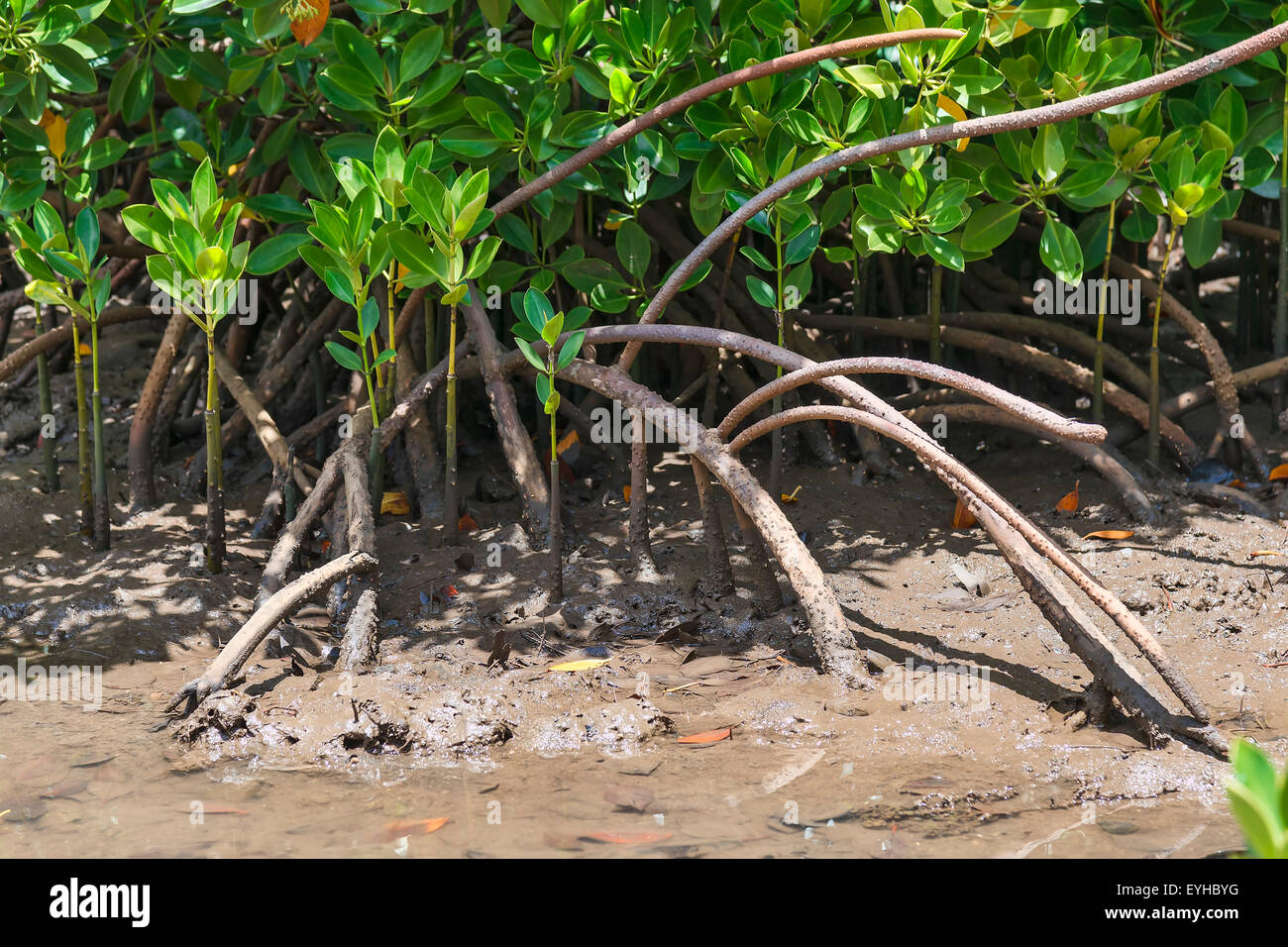 Red mangrove -Fotos und -Bildmaterial in hoher Auflösung – Alamy
