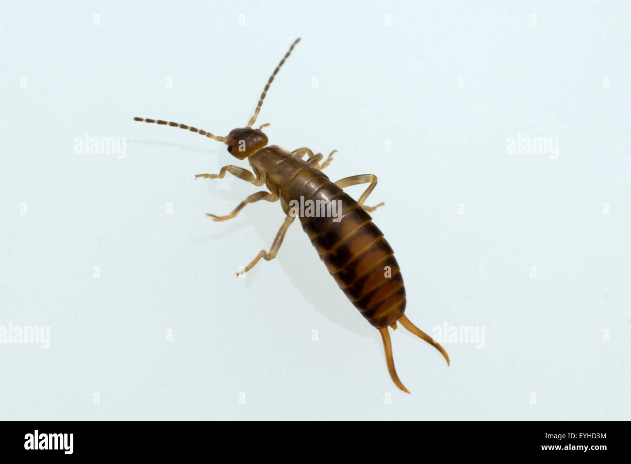 Ohrwurm, Gemeiner Ohrwurm Forficula Auricularia Stockfotografie - Alamy
