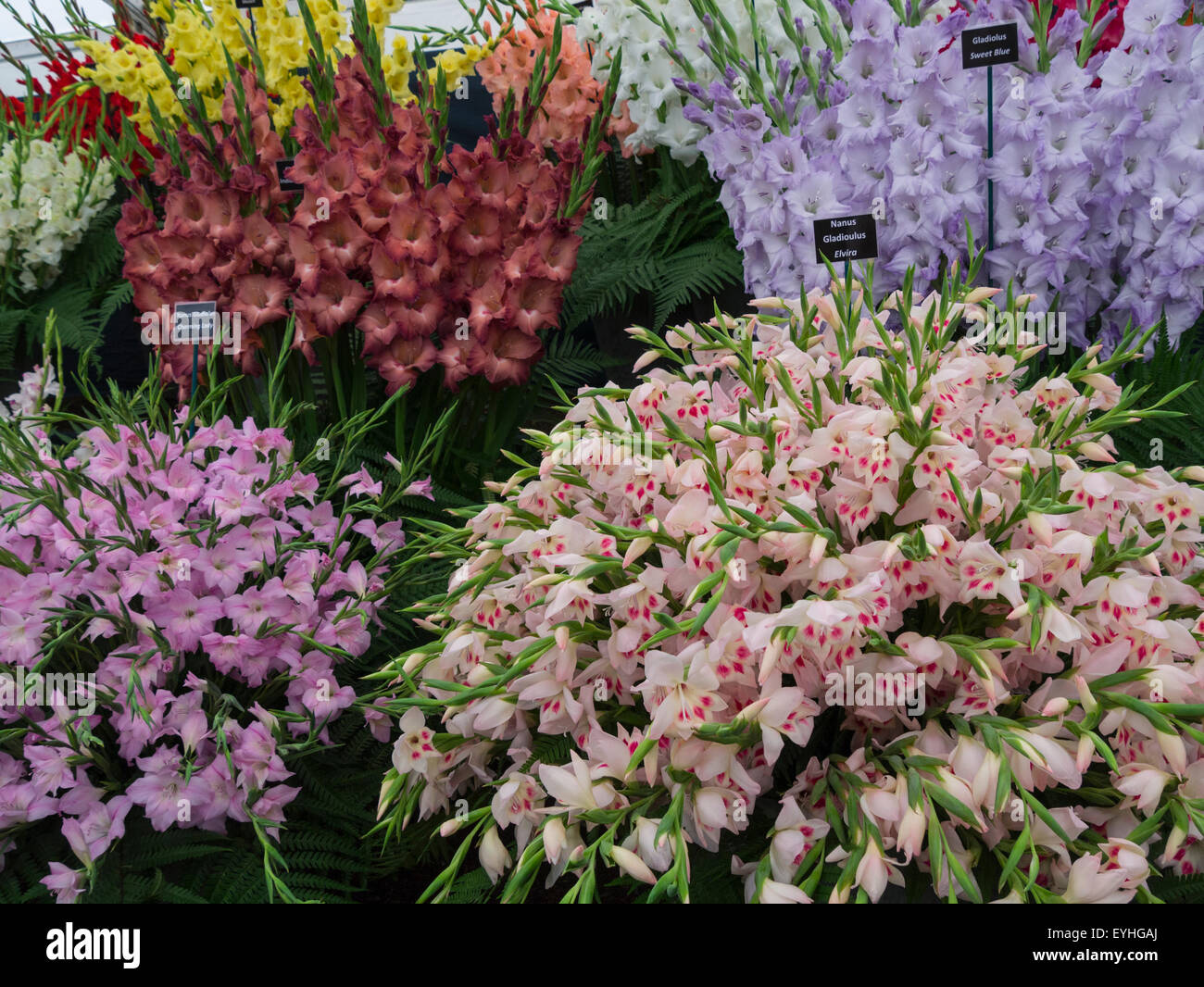 Darstellung verschiedener gladiolenarten -Fotos und -Bildmaterial in ...