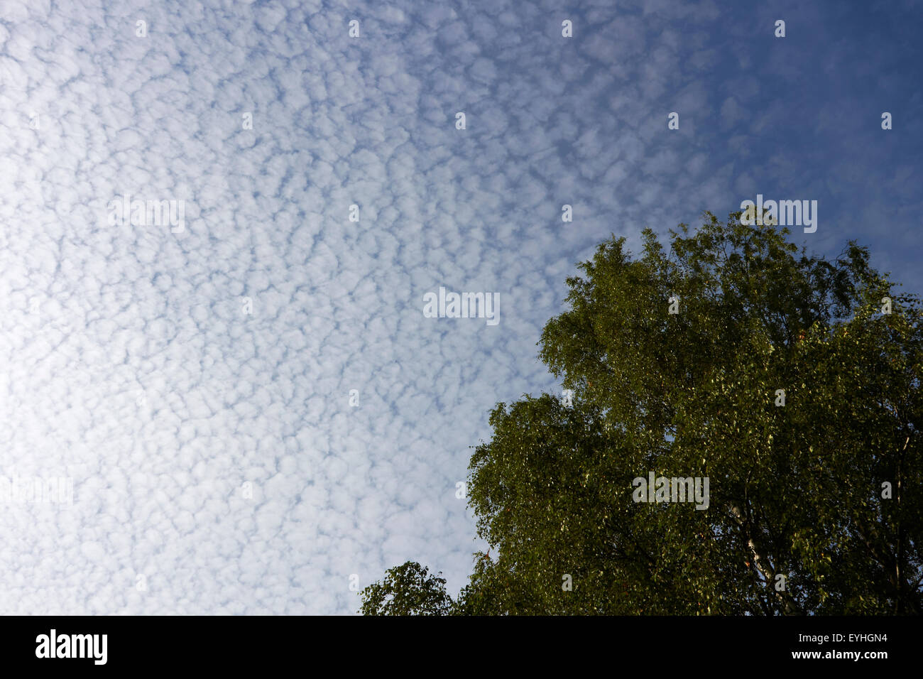Altocumulus floccus -Fotos und -Bildmaterial in hoher Auflösung – Alamy