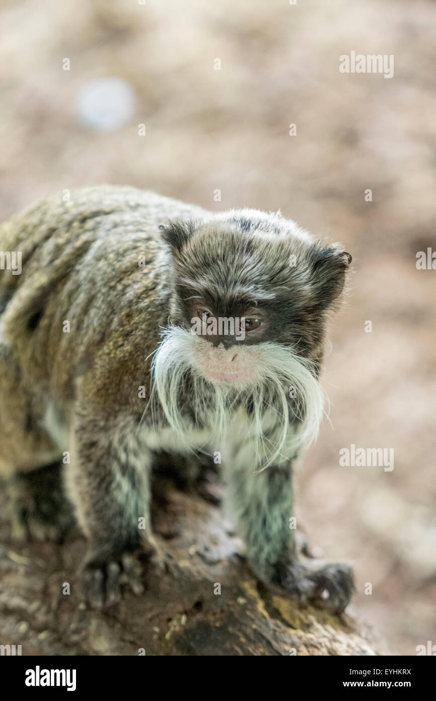 Bart affe -Fotos und -Bildmaterial in hoher Auflösung – Alamy