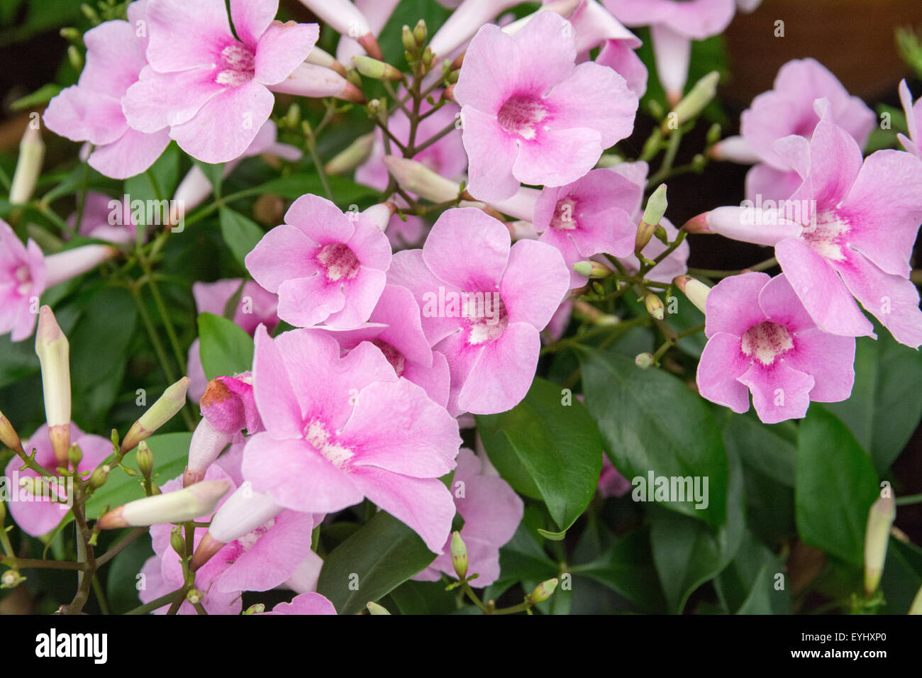 Pandorea jasminoides rosea -Fotos und -Bildmaterial in hoher Auflösung ...