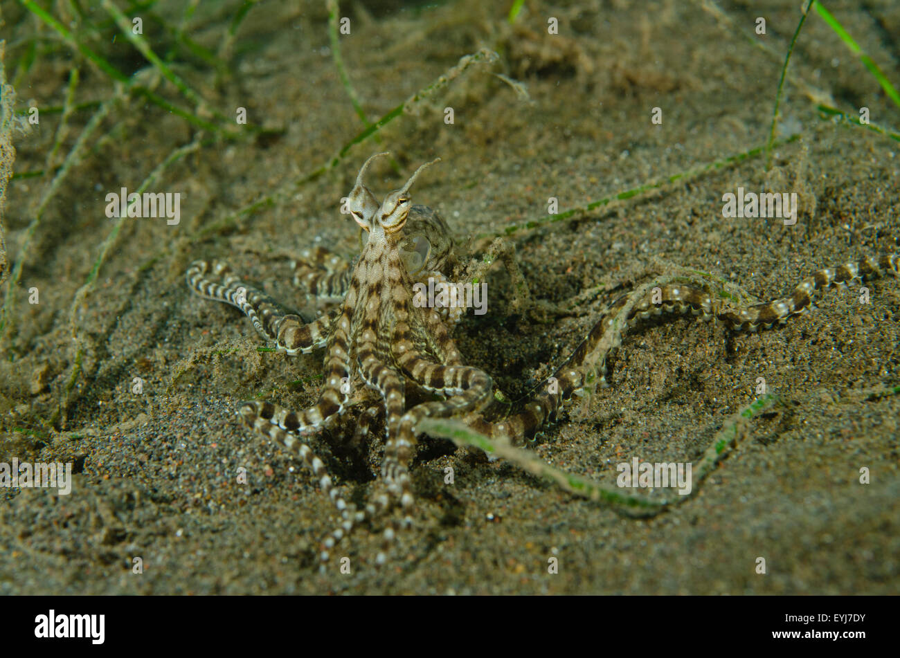Thaumoctopus mimicus -Fotos und -Bildmaterial in hoher Auflösung – Alamy