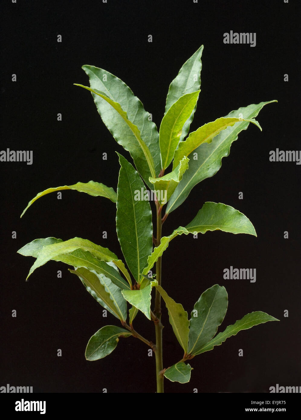 Lorbeer, Laurus Nobilis, Lorbeerblatt, Lorbeerblaetter, Heilpflanzen ...