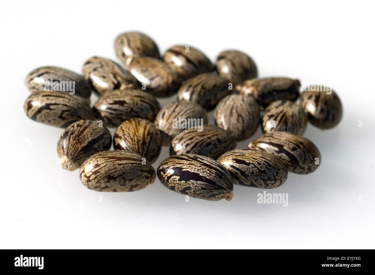 Wilder ricinus communis -Fotos und -Bildmaterial in hoher Auflösung – Alamy