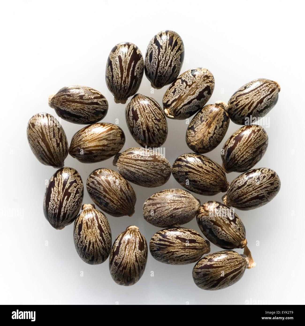 Rizinussamen, Rizinus, Ricinus Communis Stockfotografie - Alamy