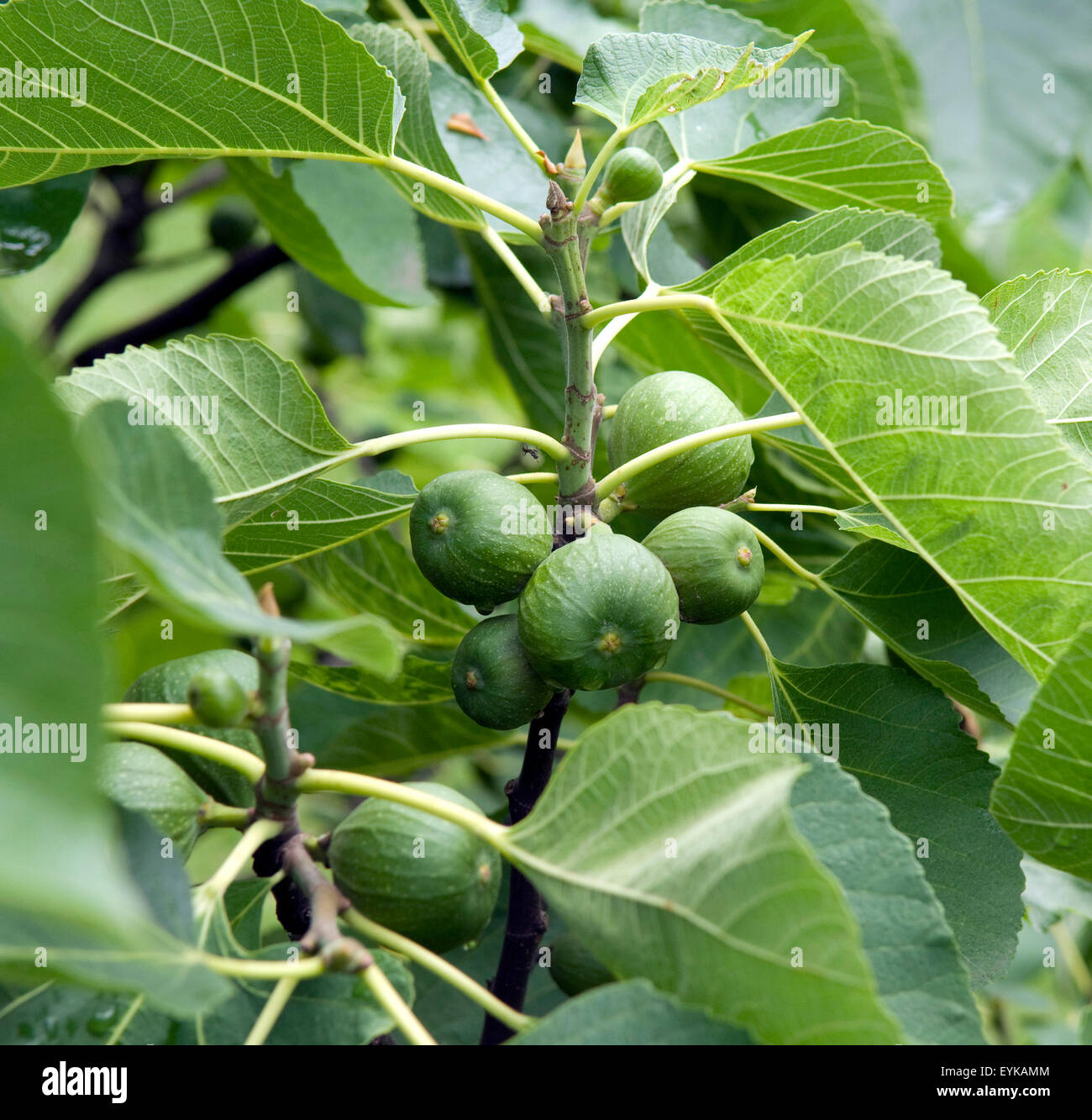 Reif feigen -Fotos und -Bildmaterial in hoher Auflösung – Alamy