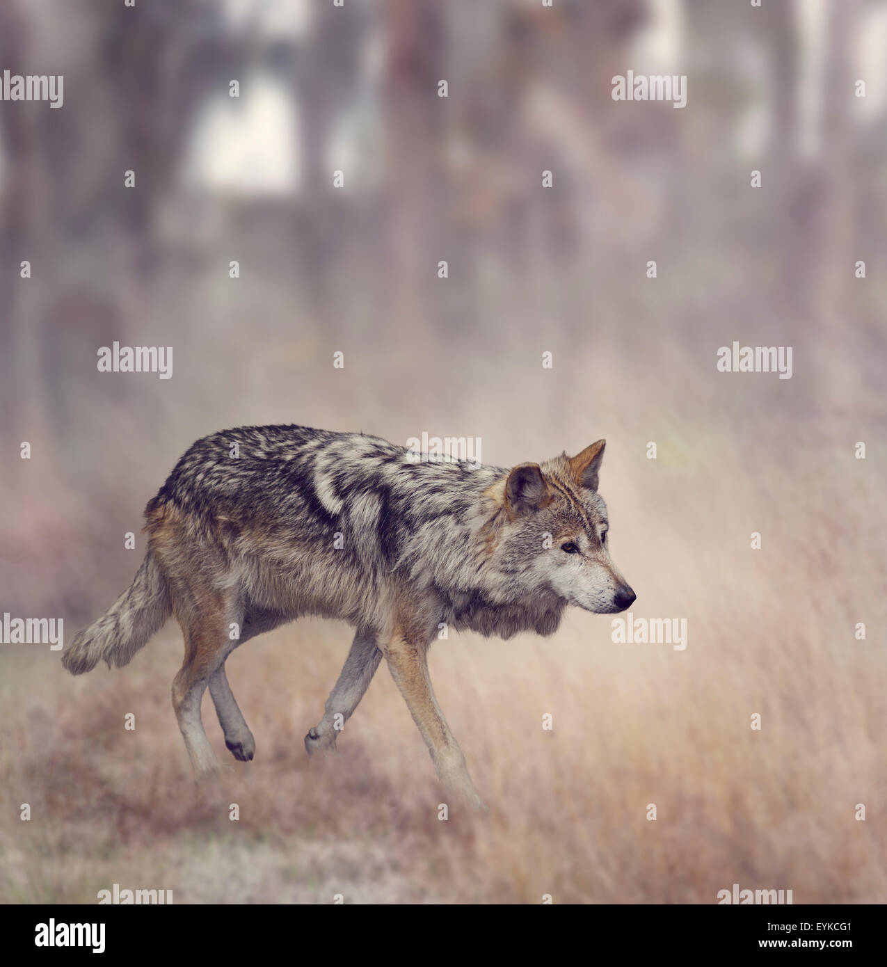 Wolf portrait -Fotos und -Bildmaterial in hoher Auflösung – Alamy