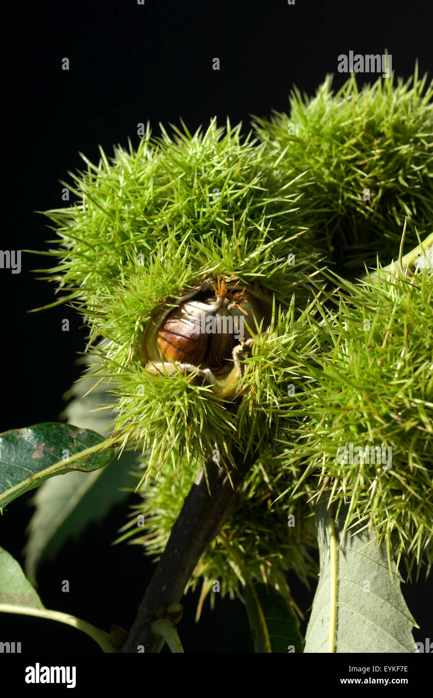 Castanea Sativa Edelkastanie Esskastanie Stockfotos und -bilder Kaufen ...