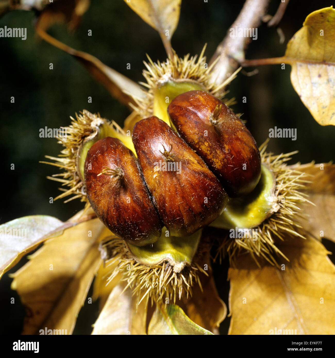 Castanea Sativa Edelkastanie Esskastanie Stockfotos und -bilder Kaufen ...