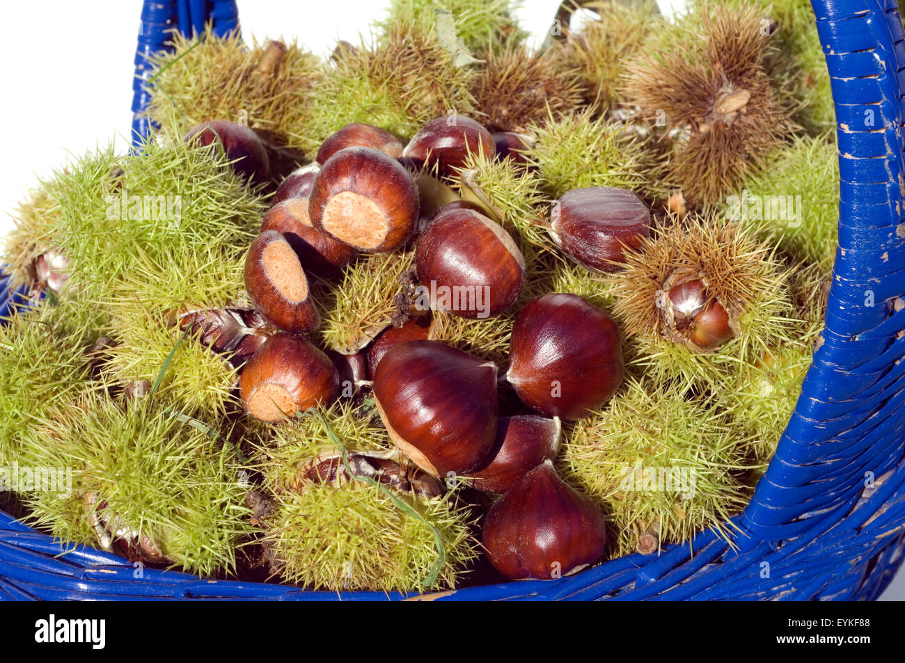 Castanea Sativa Edelkastanie Esskastanie Stockfotos und -bilder Kaufen ...