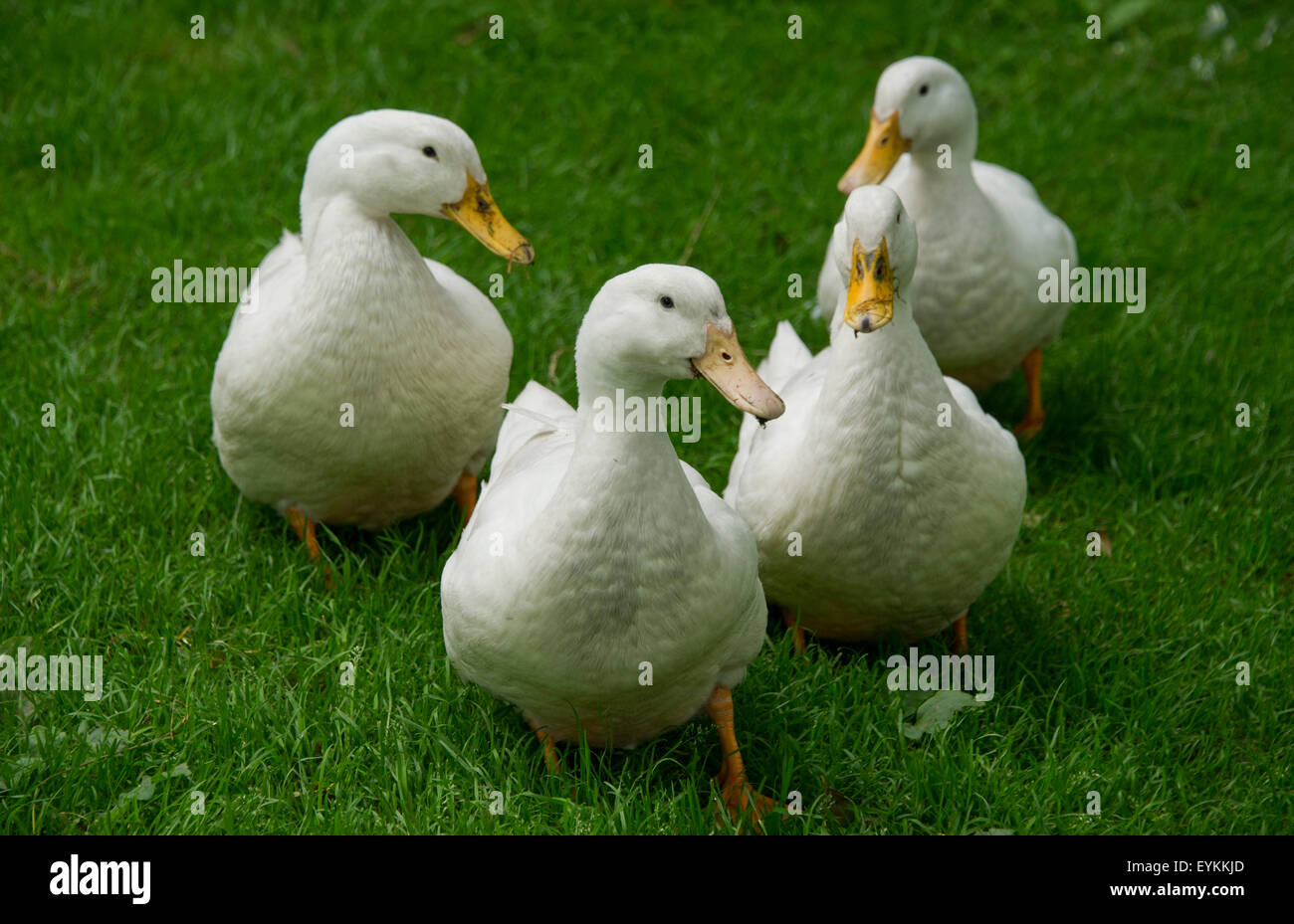 Domestizierten weißen Enten in Devonshire, UK Garten, diese Vögel sind ...
