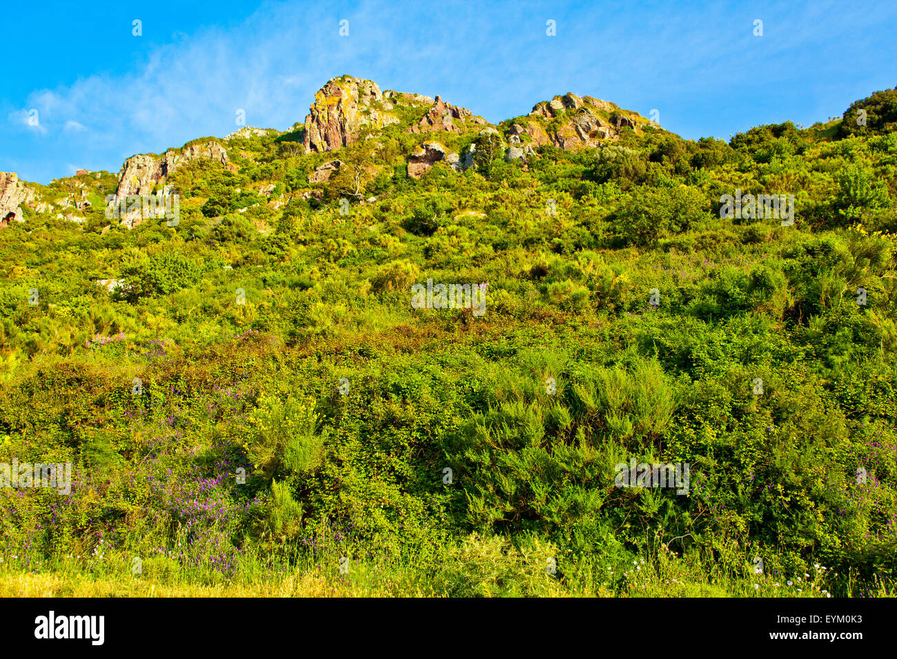 Macchia büsche -Fotos und -Bildmaterial in hoher Auflösung – Alamy