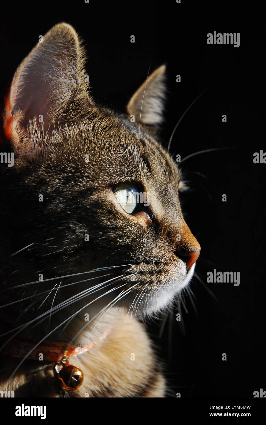 Vertikales profil -Fotos und -Bildmaterial in hoher Auflösung – Alamy