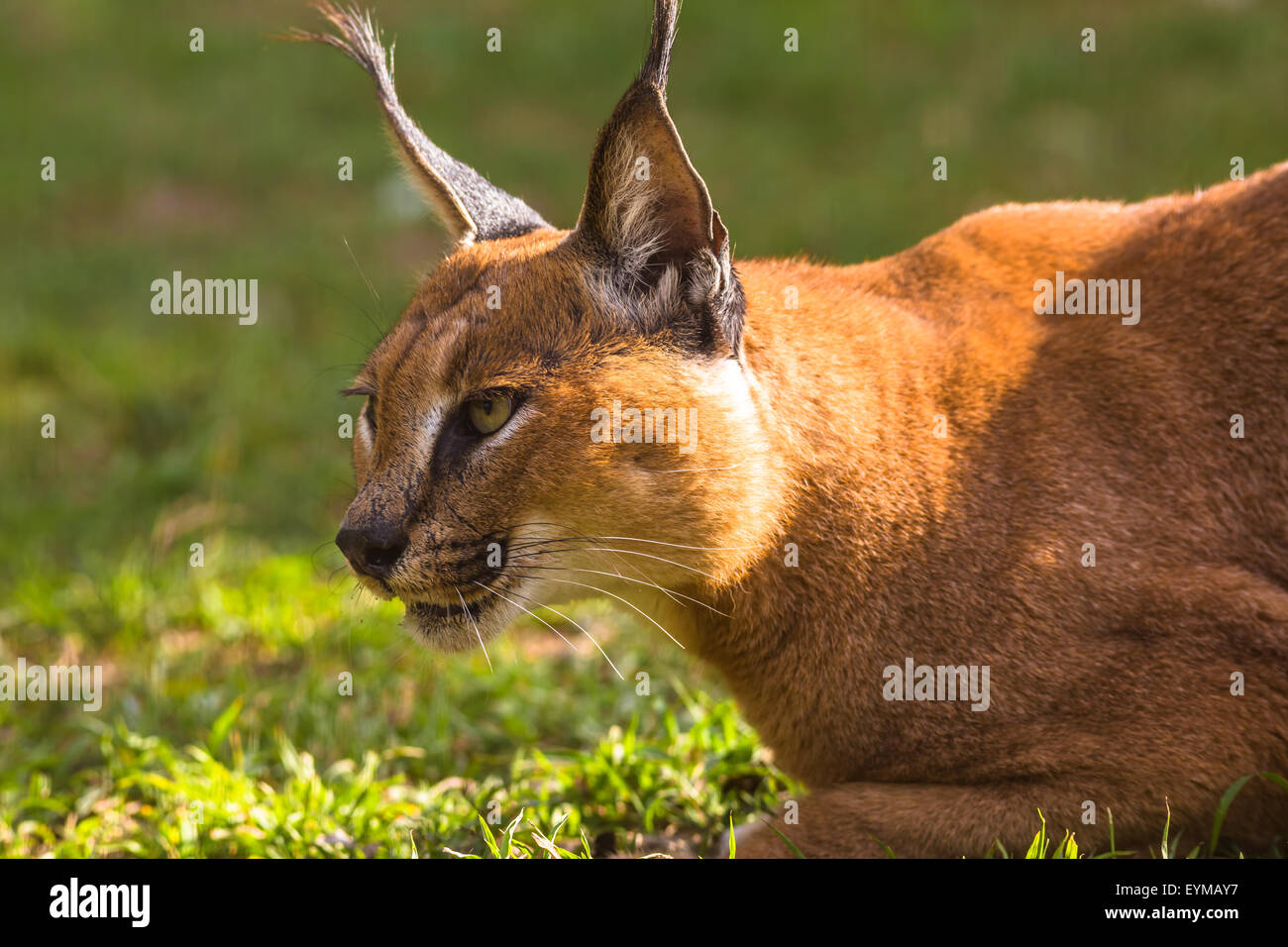 Afrikanisches karakal -Fotos und -Bildmaterial in hoher Auflösung – Alamy