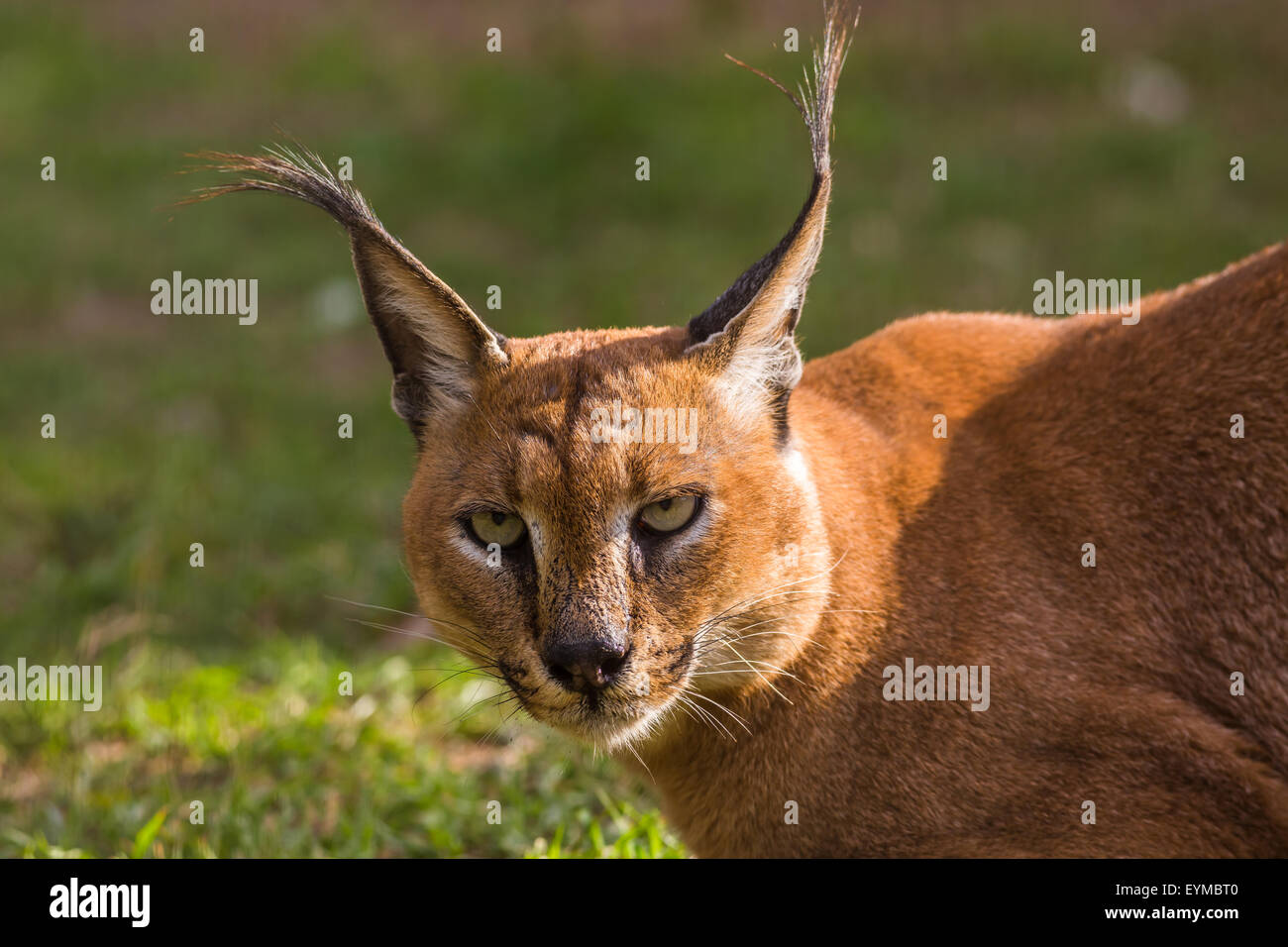 Afrikanisches karakal -Fotos und -Bildmaterial in hoher Auflösung – Alamy