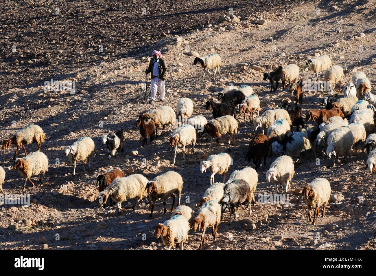 Beduinen mit Schafherde in der Wüste Negev, Israel Stockfotografie - Alamy