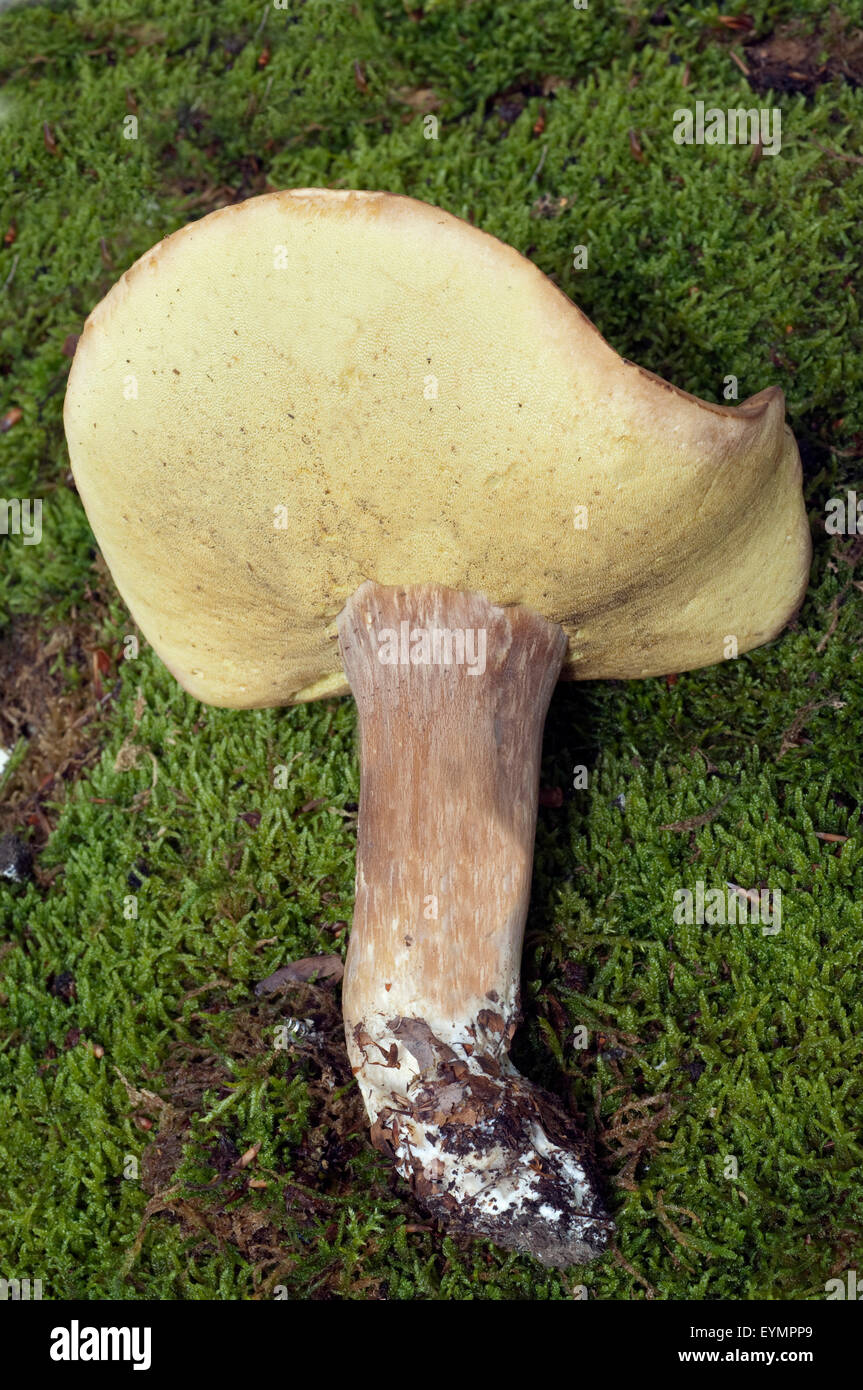 Steinpilz, boletus edulis -Fotos und -Bildmaterial in hoher Auflösung ...