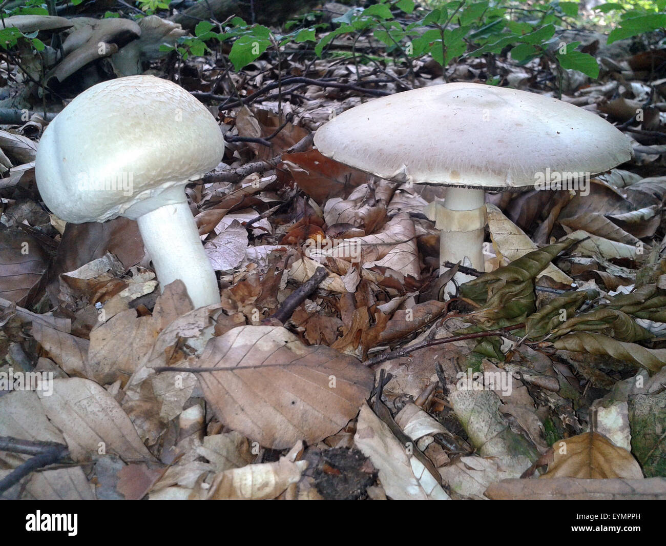 Waldchampignon, Wald-Champignon Agaricus, Silvaticus Stockfotografie ...
