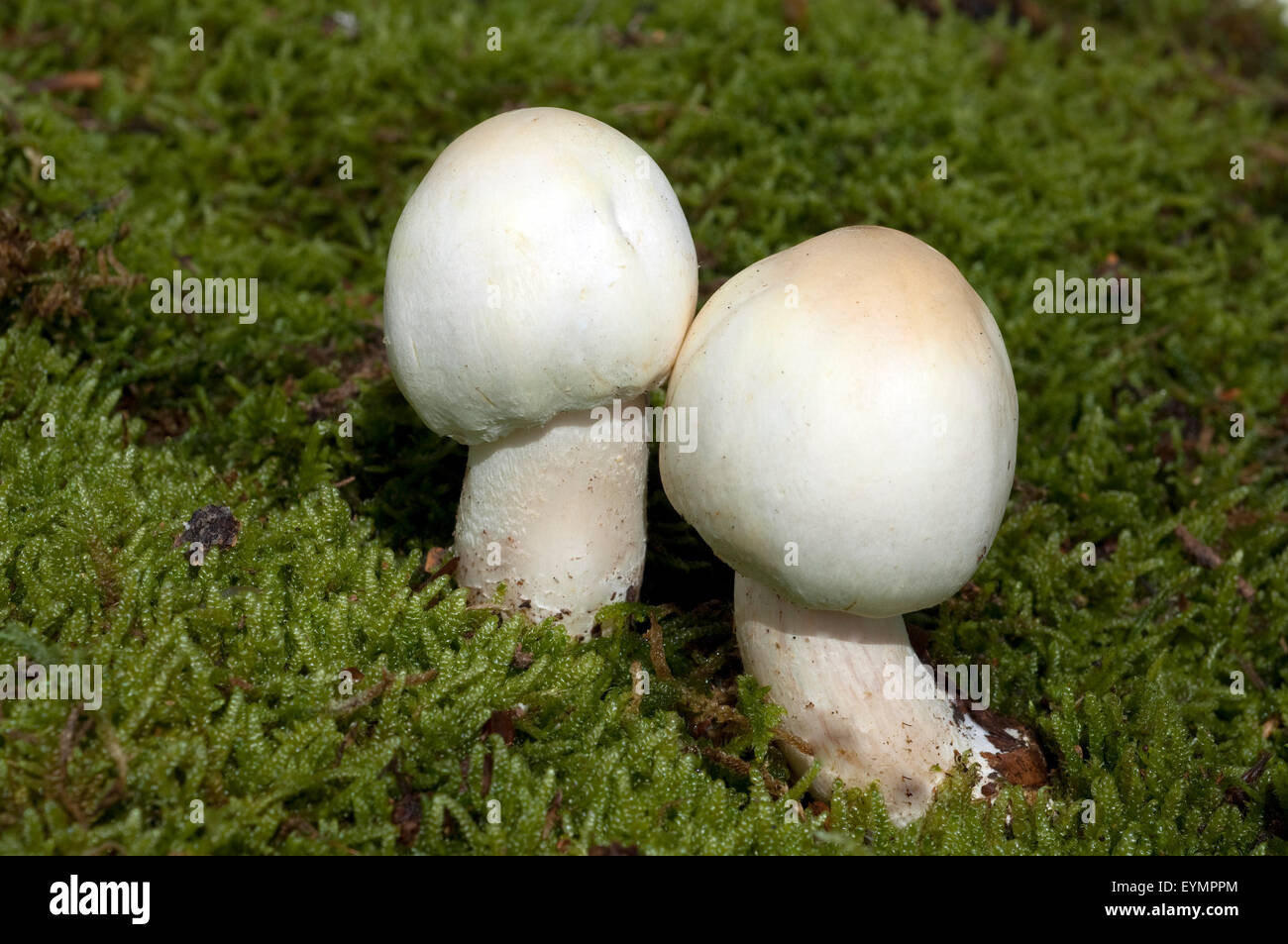 Waldchampignon, Wald-Champignon Agaricus, Silvaticus Stockfotografie ...