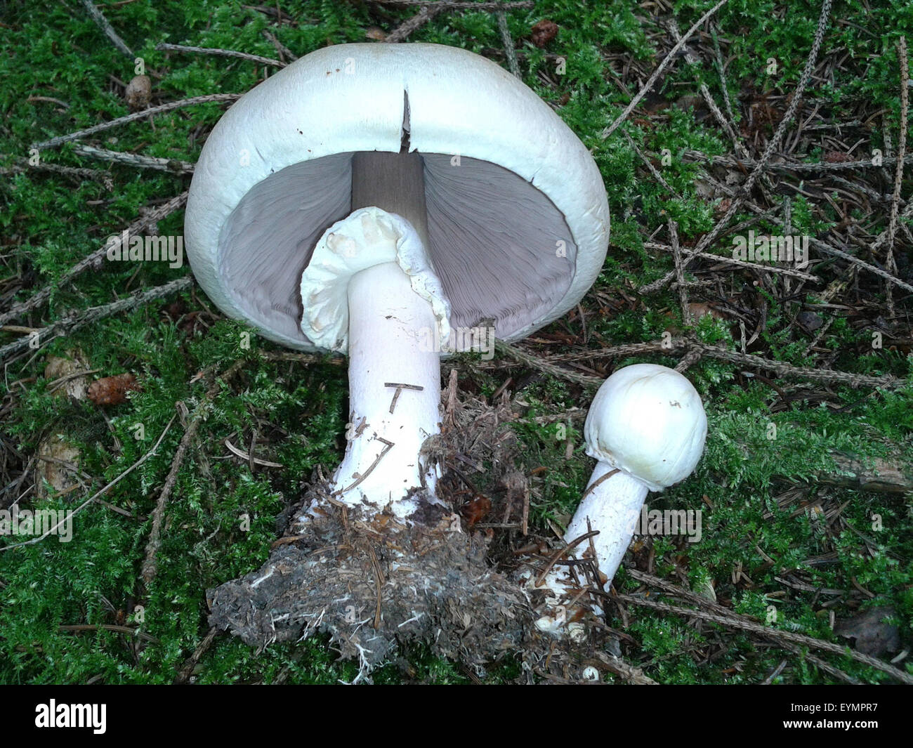 Waldchampignon, Wald-Champignon Agaricus, Silvaticus Stockfotografie ...