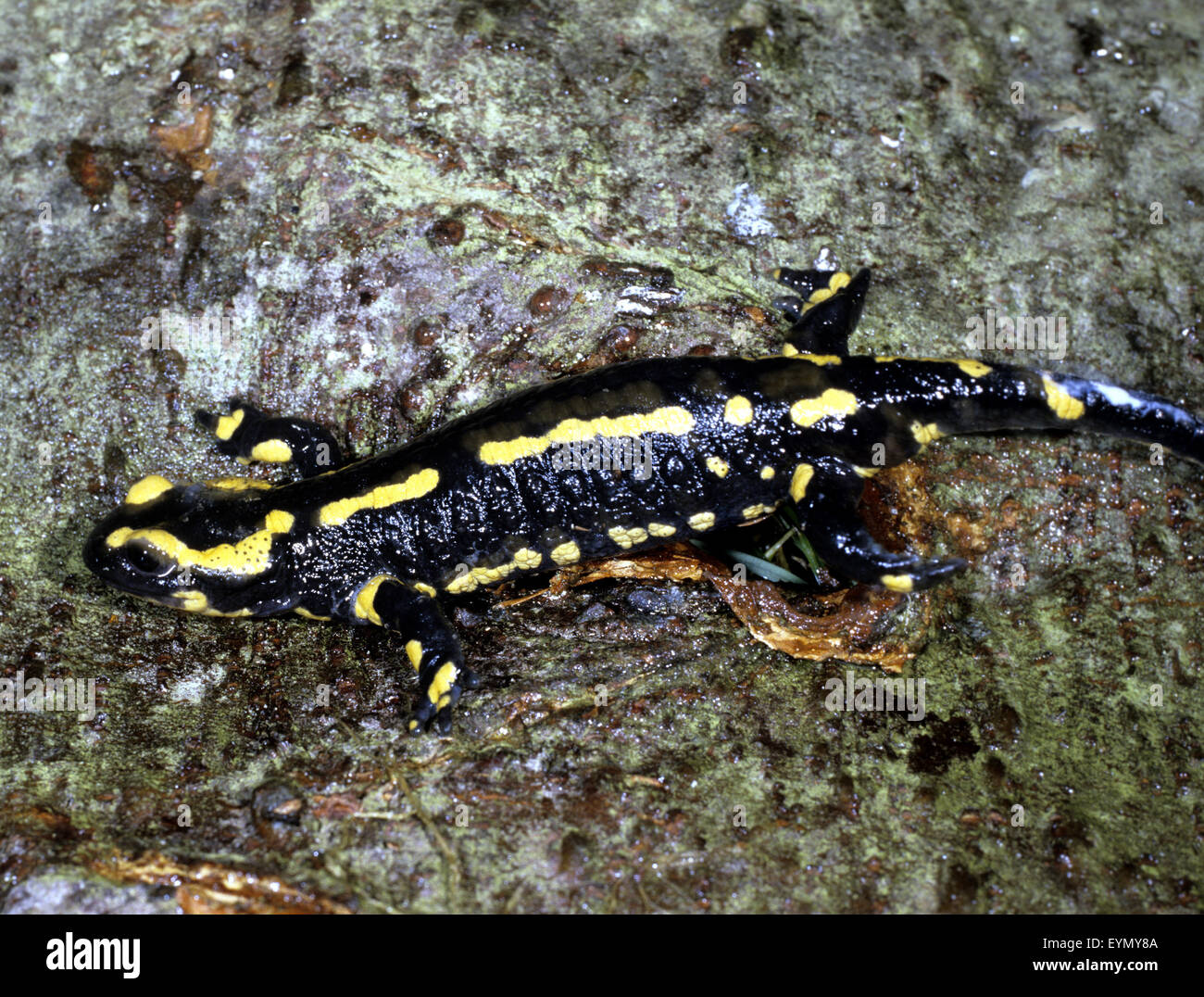 Feuersalamander, Salamandra, Salamandra Stockfotografie - Alamy