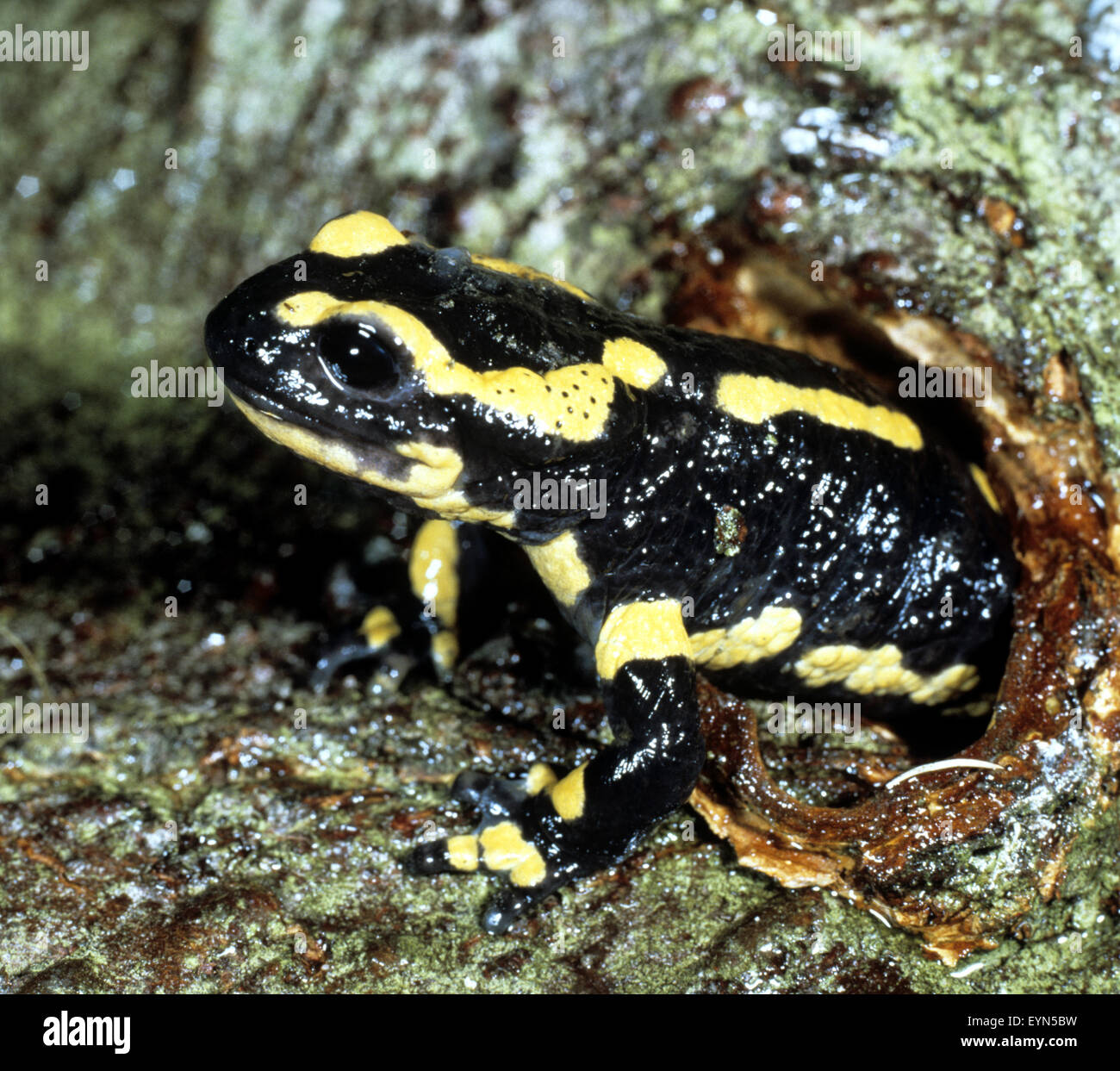 Echte salamanders -Fotos und -Bildmaterial in hoher Auflösung – Alamy