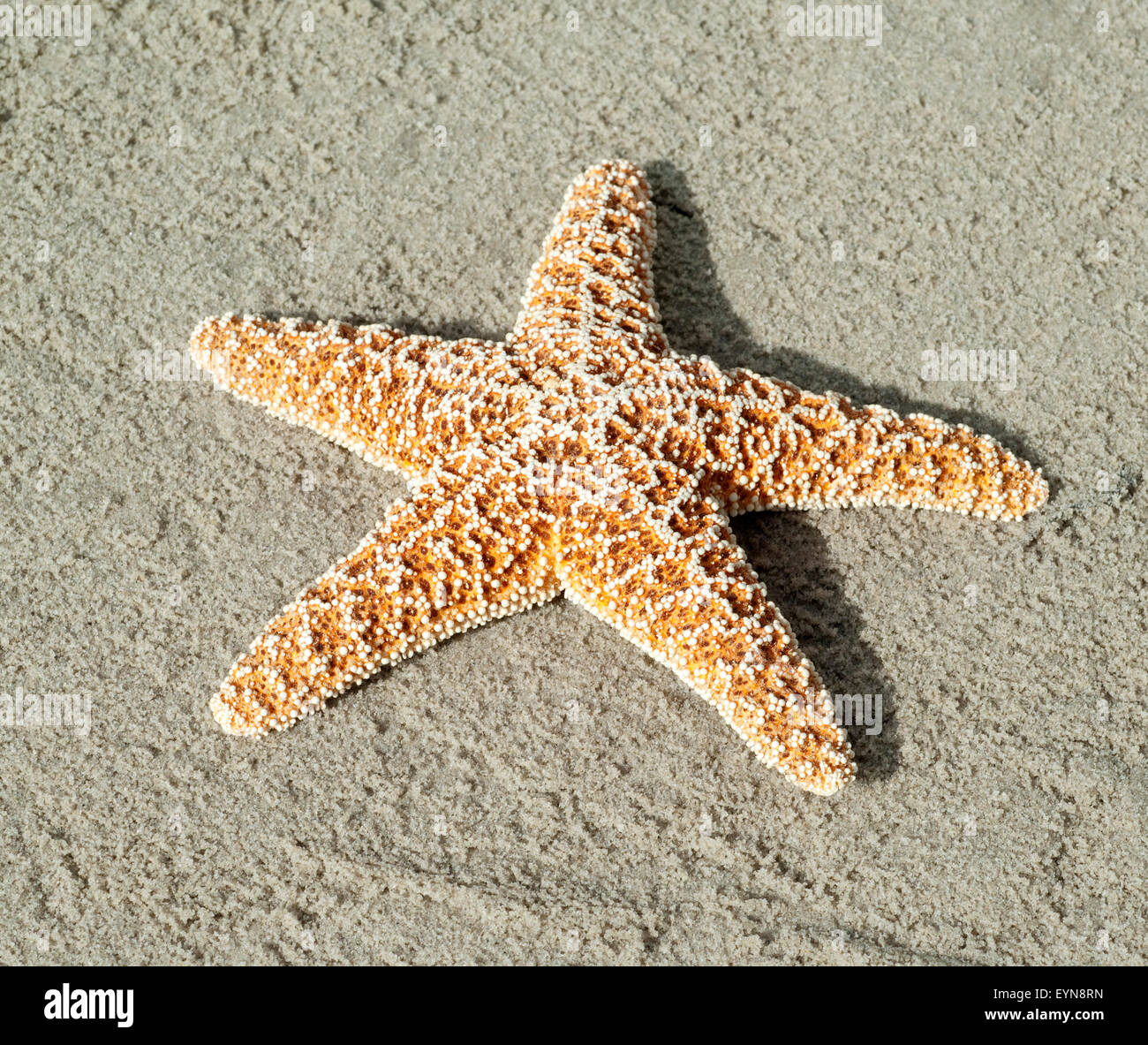 Nordsee Seestern Stockfotos & Nordsee Seestern Bilder - Alamy
