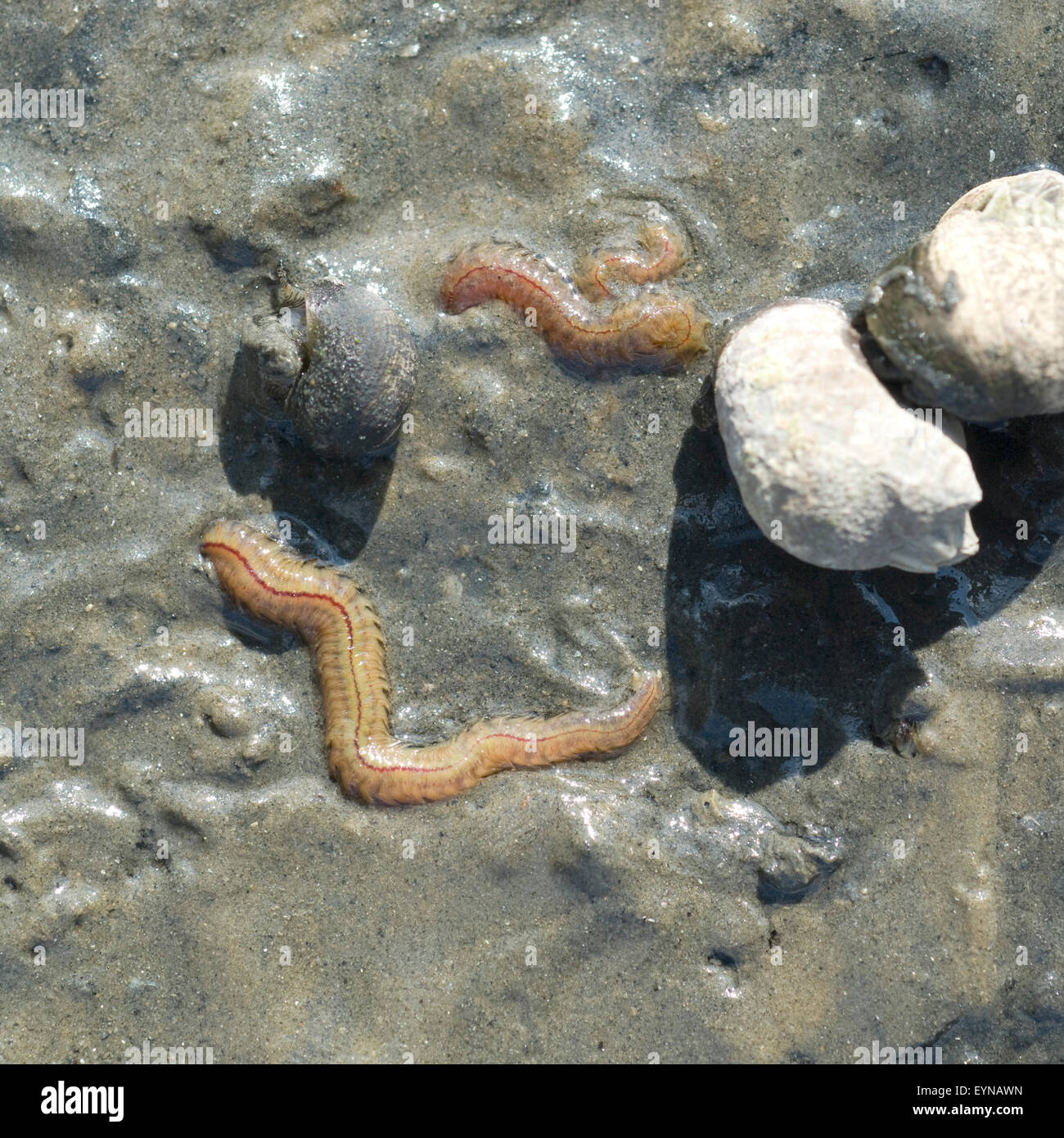 Wattwurm oder sandwurm arenicola marina -Fotos und -Bildmaterial in ...
