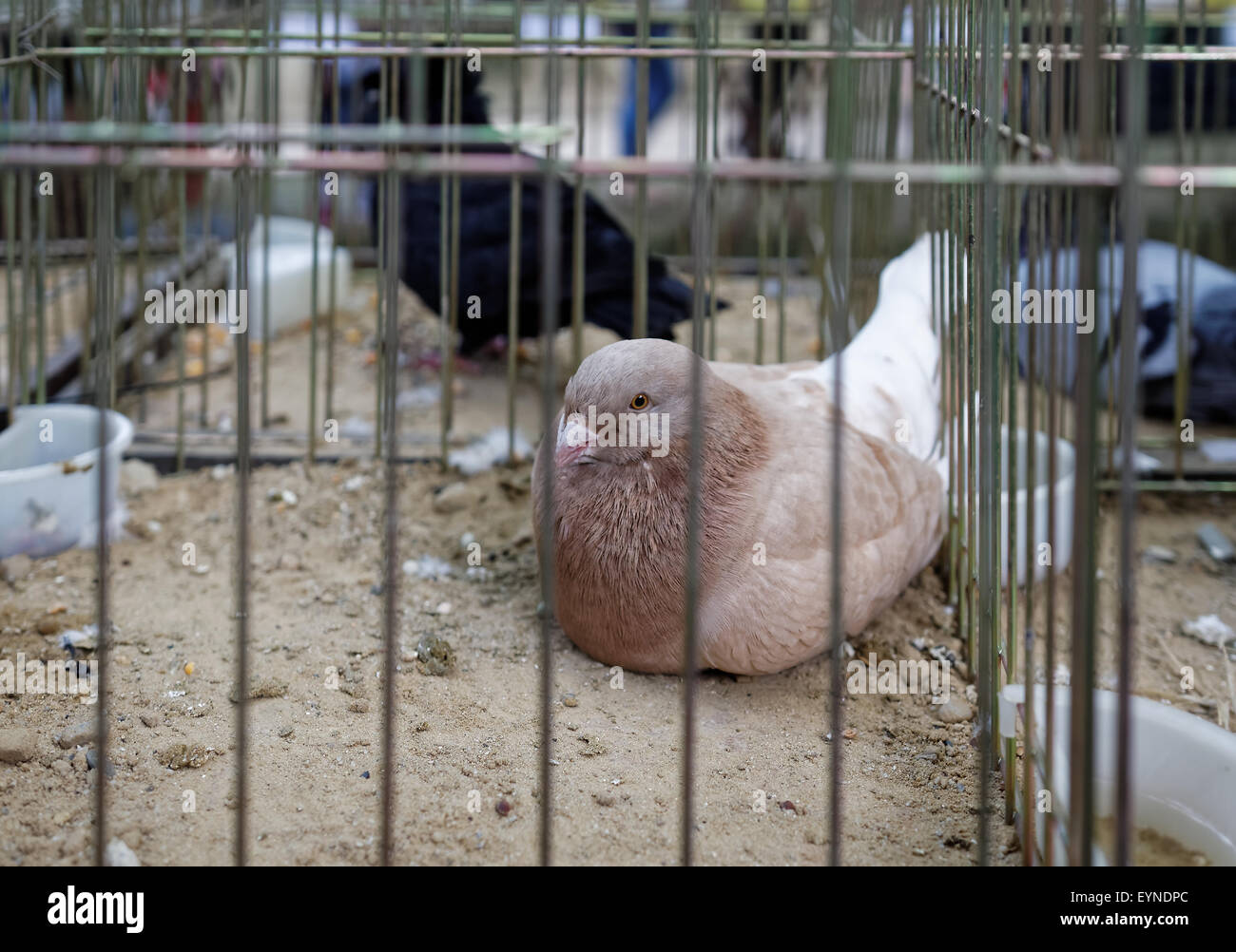 Braune weiße taube -Fotos und -Bildmaterial in hoher Auflösung – Alamy