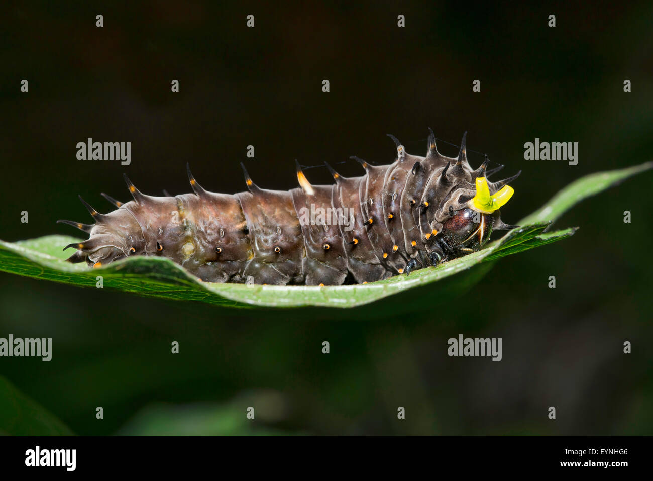 Schmetterling raupe -Fotos und -Bildmaterial in hoher Auflösung - Seite ...