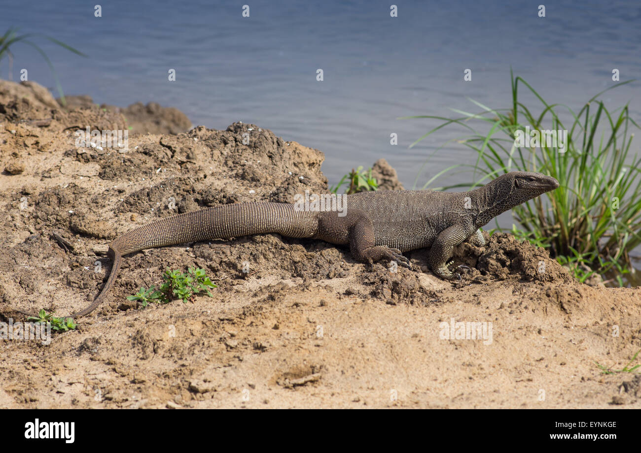 Stranddrache natur auge tier -Fotos und -Bildmaterial in hoher ...