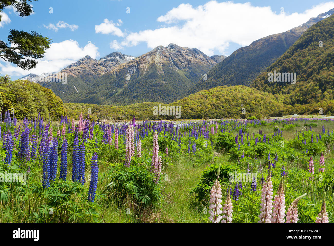 Schöne Landschaft mit Bergen und wilden Blumen im Fiordland ...