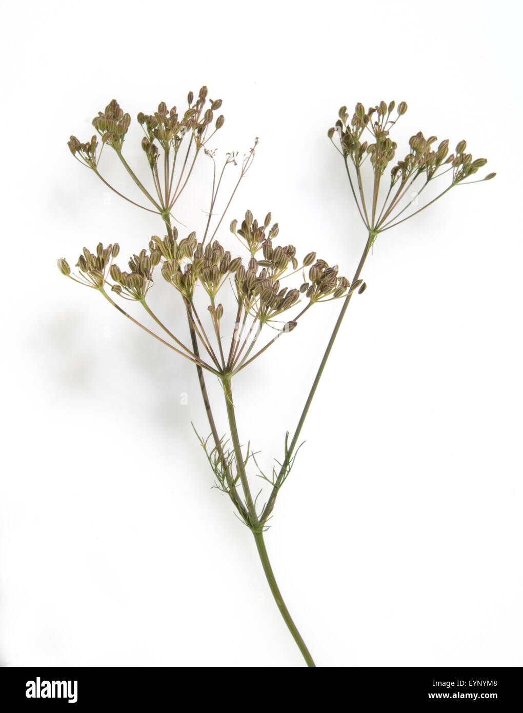 KUEMMEL; Jedoch Kuemmel; Carum Carvi, Heilpflanzen Stockfotografie - Alamy