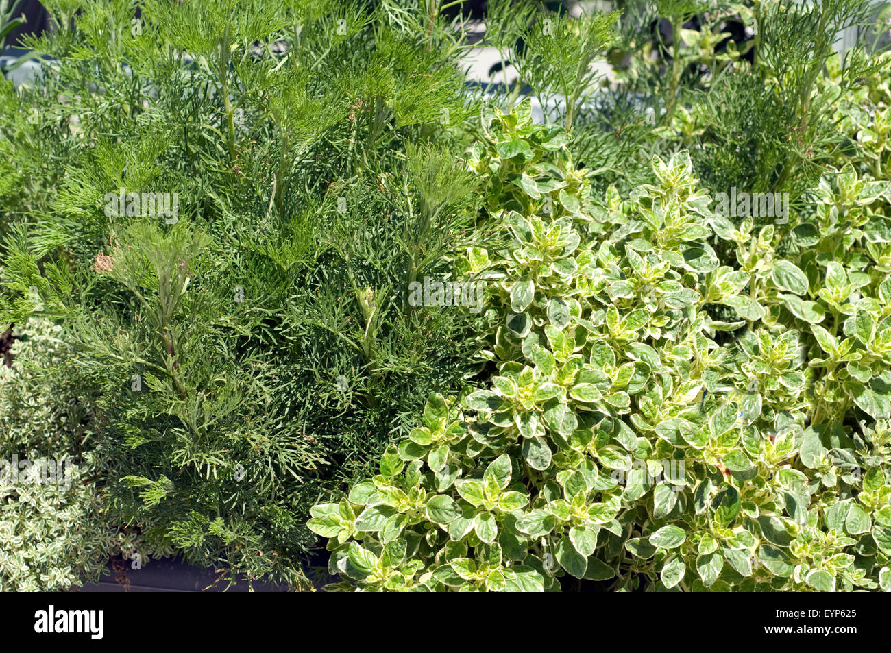 Majoran; Origanum Majorana Stockfotografie - Alamy