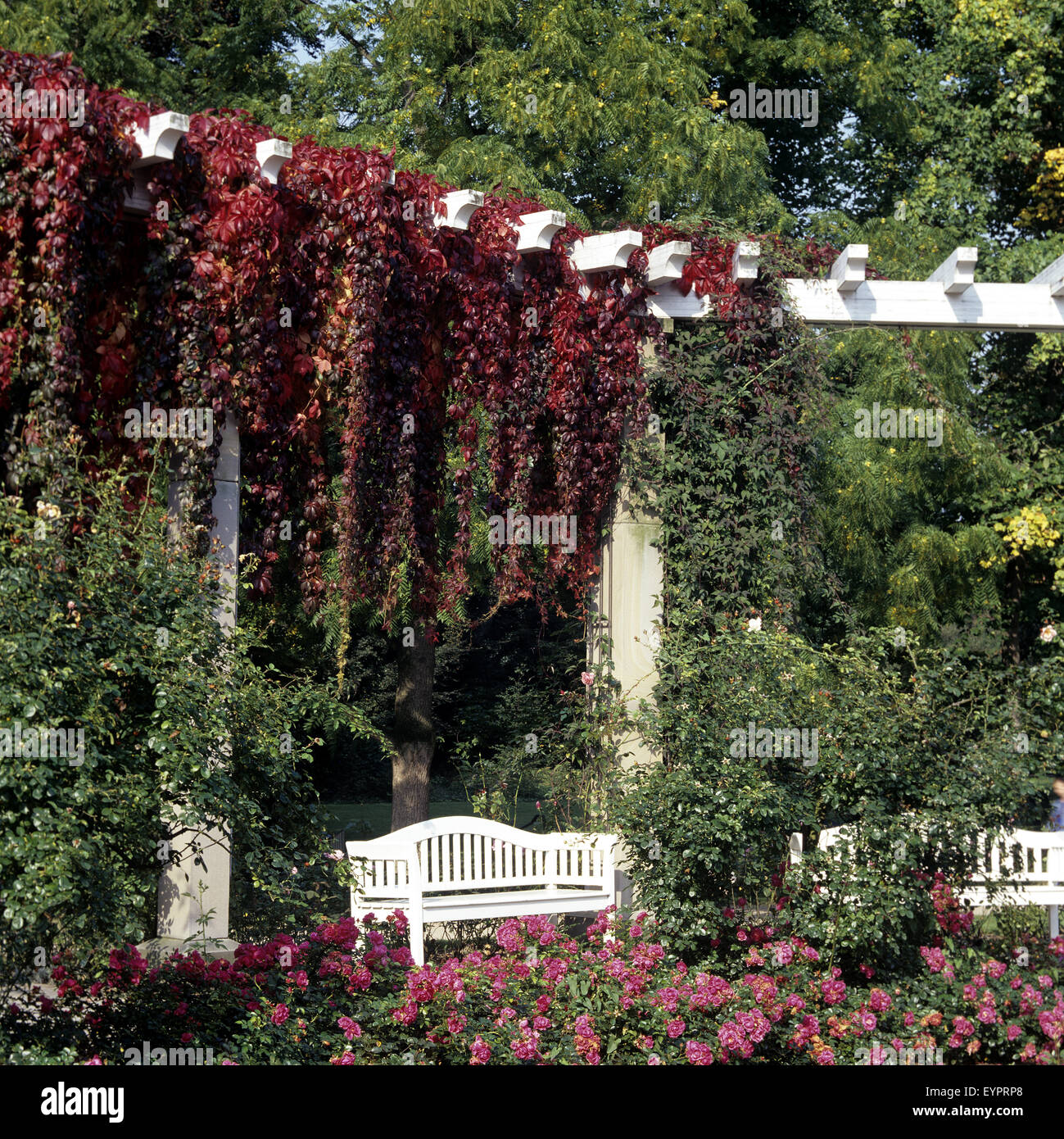Faszinierend Pergola Wilder Wein Fotos