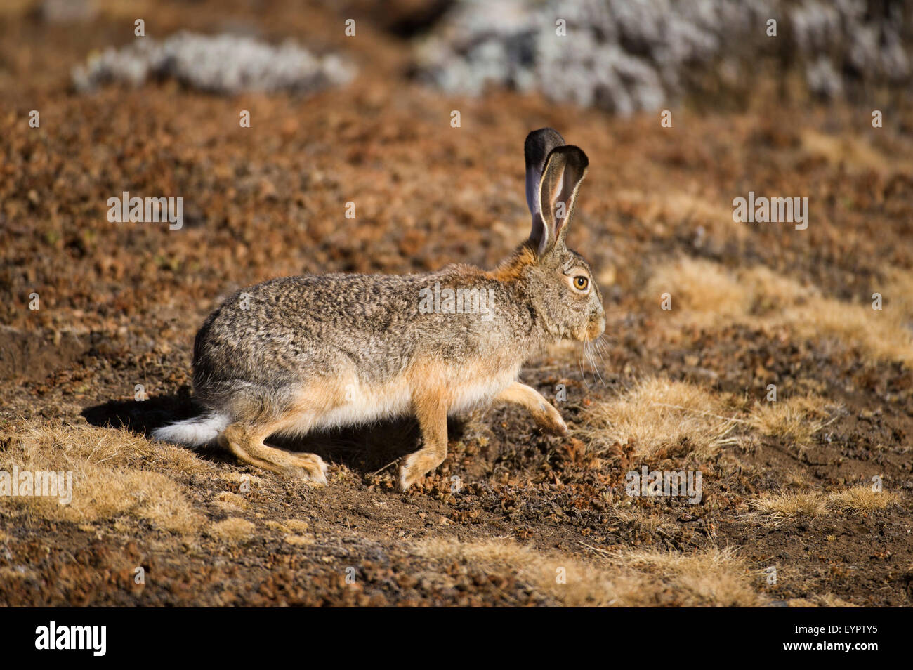 Starcks hase -Fotos und -Bildmaterial in hoher Auflösung – Alamy