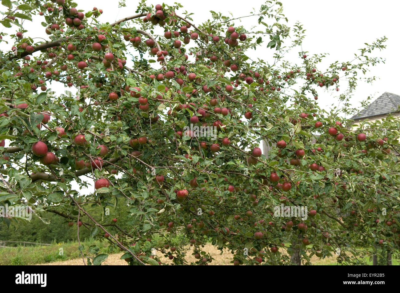 Baum Apfelbaum Stockfotos & Baum Apfelbaum Bilder - Alamy
