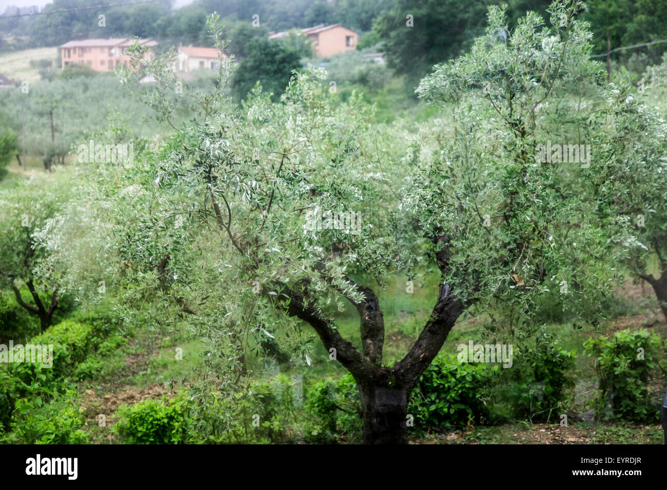 Olivenbaum olea europaea obstgarten -Fotos und -Bildmaterial in hoher ...